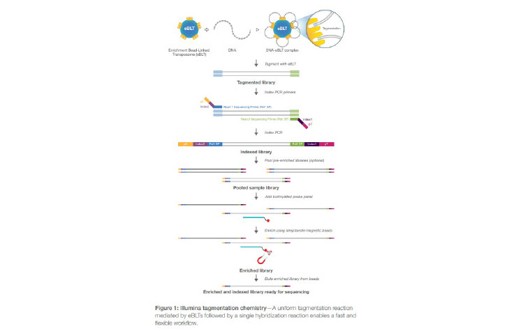 Illumina DNA Prep with Enrichment | Fast, flexible targeted resequencing