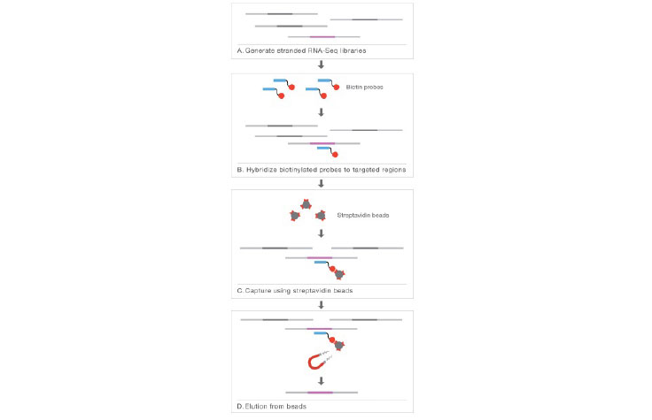 TruSight RNA Fusion Panel | Fusion detection in cancer research samples