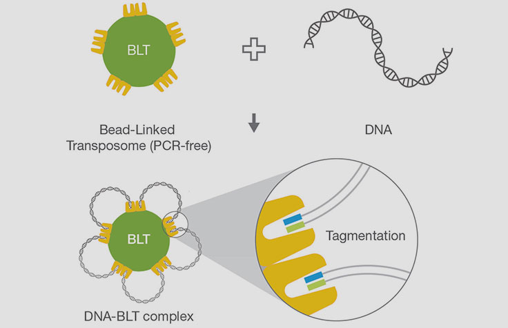 Illumina DNA PCR-Free Prep | For sensitive WGS applications