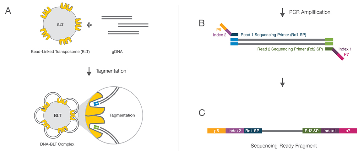 genomic library