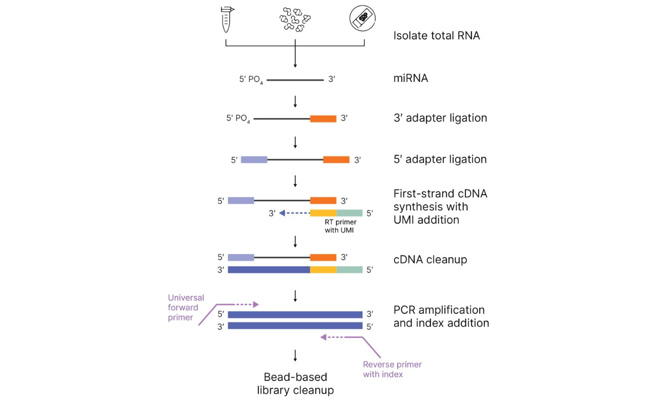 Illumina miRNA Prep | A robust library prep kit for sequencing small RNA
