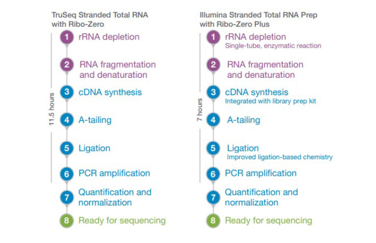 Illumina Stranded Total RNA Prep | View the entire transcriptome